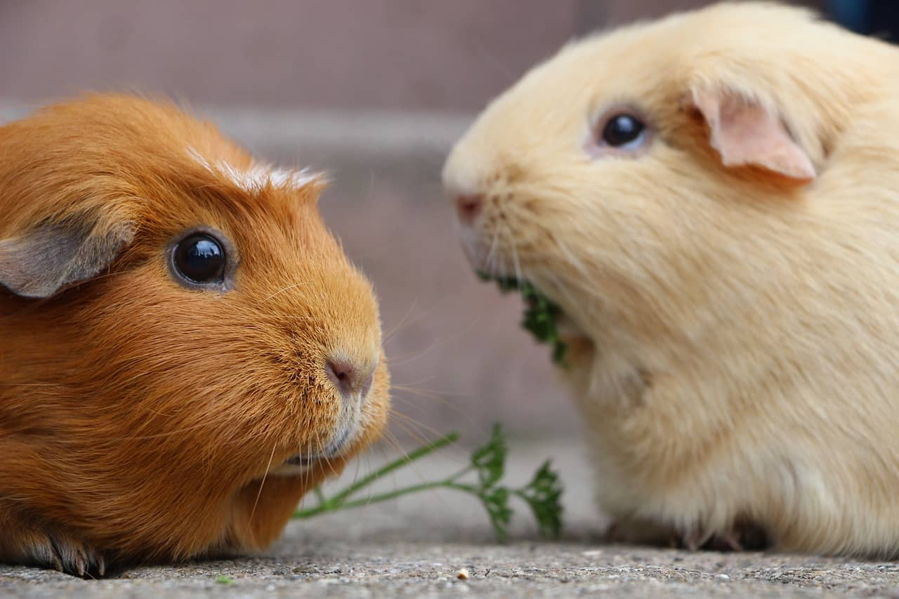 Taking Care of a Chubby Guinea Pig: What You Need to Know | Small Mates